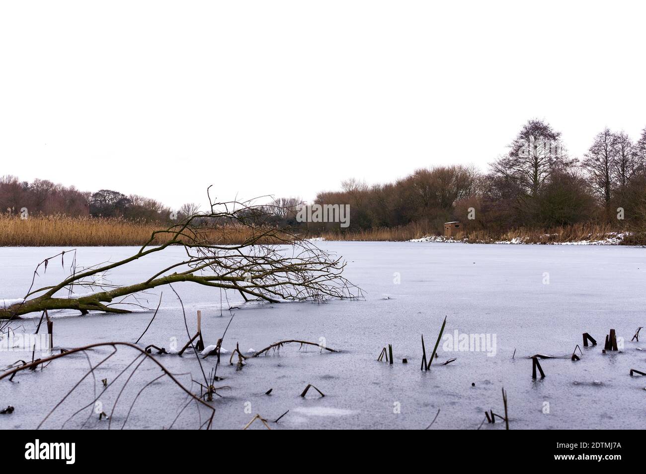 Fallen tree in a frozen lake Stock Photo - Alamy
