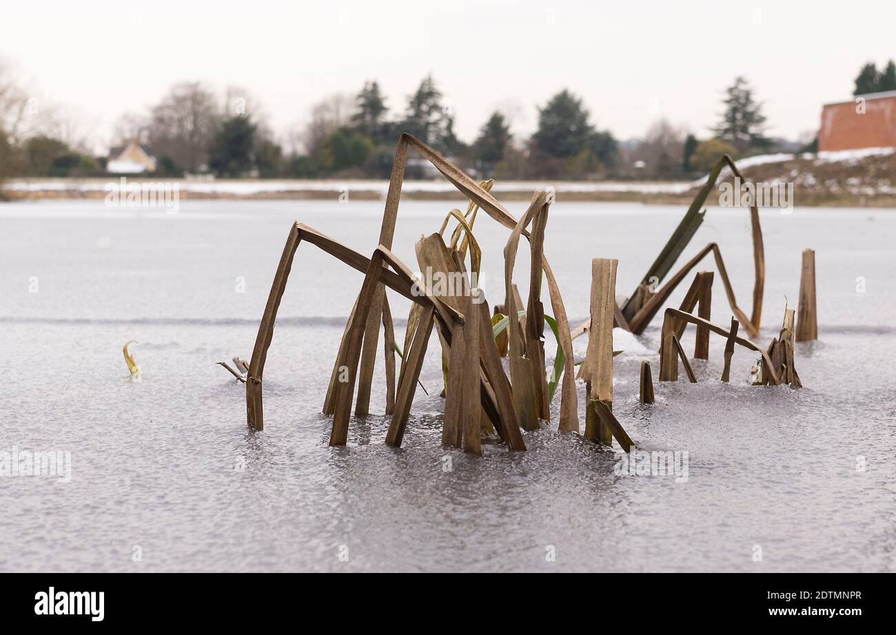 Dead reeds hi-res stock photography and images - Alamy