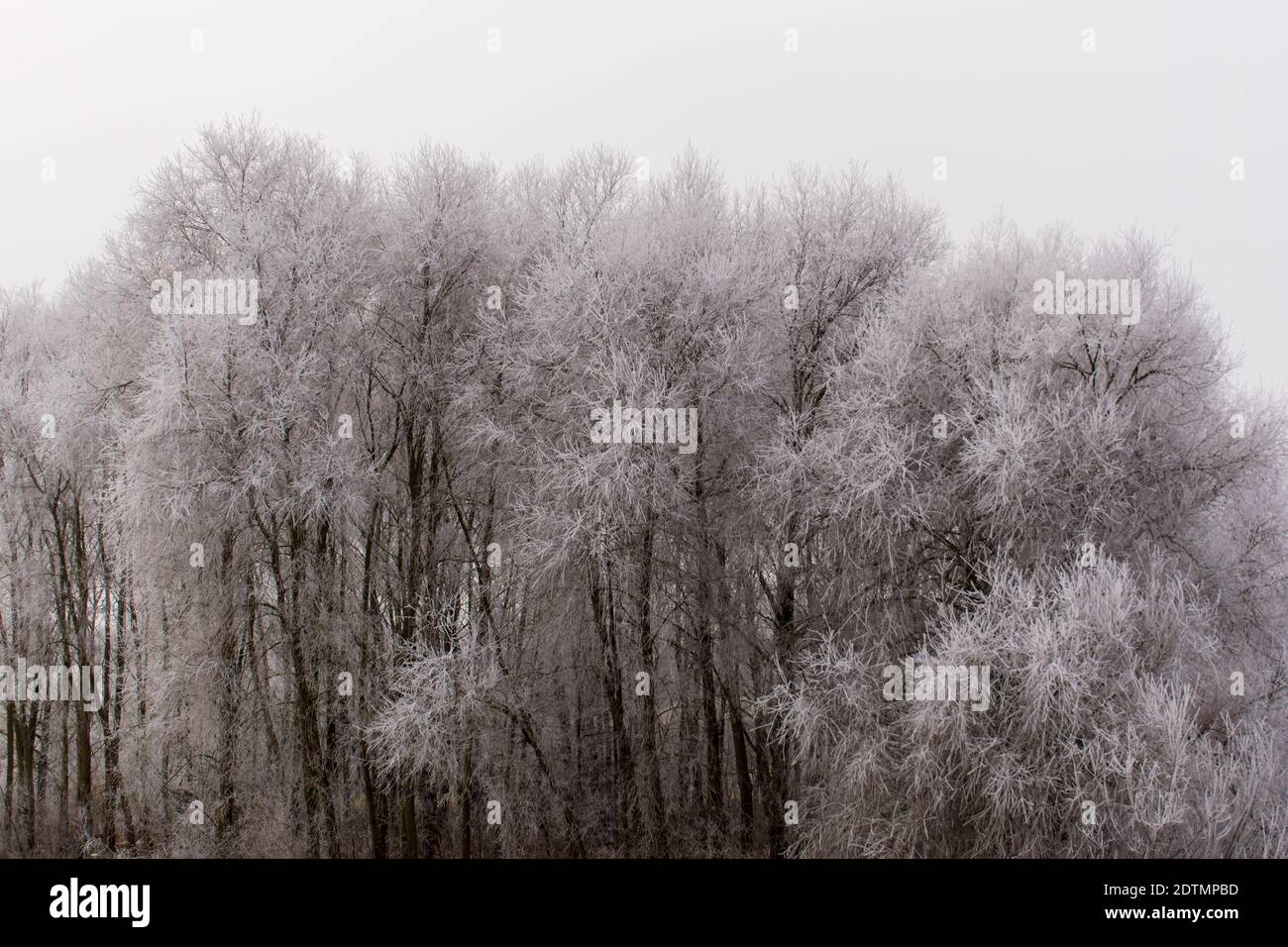 Hoarfrost on trees hi-res stock photography and images - Alamy