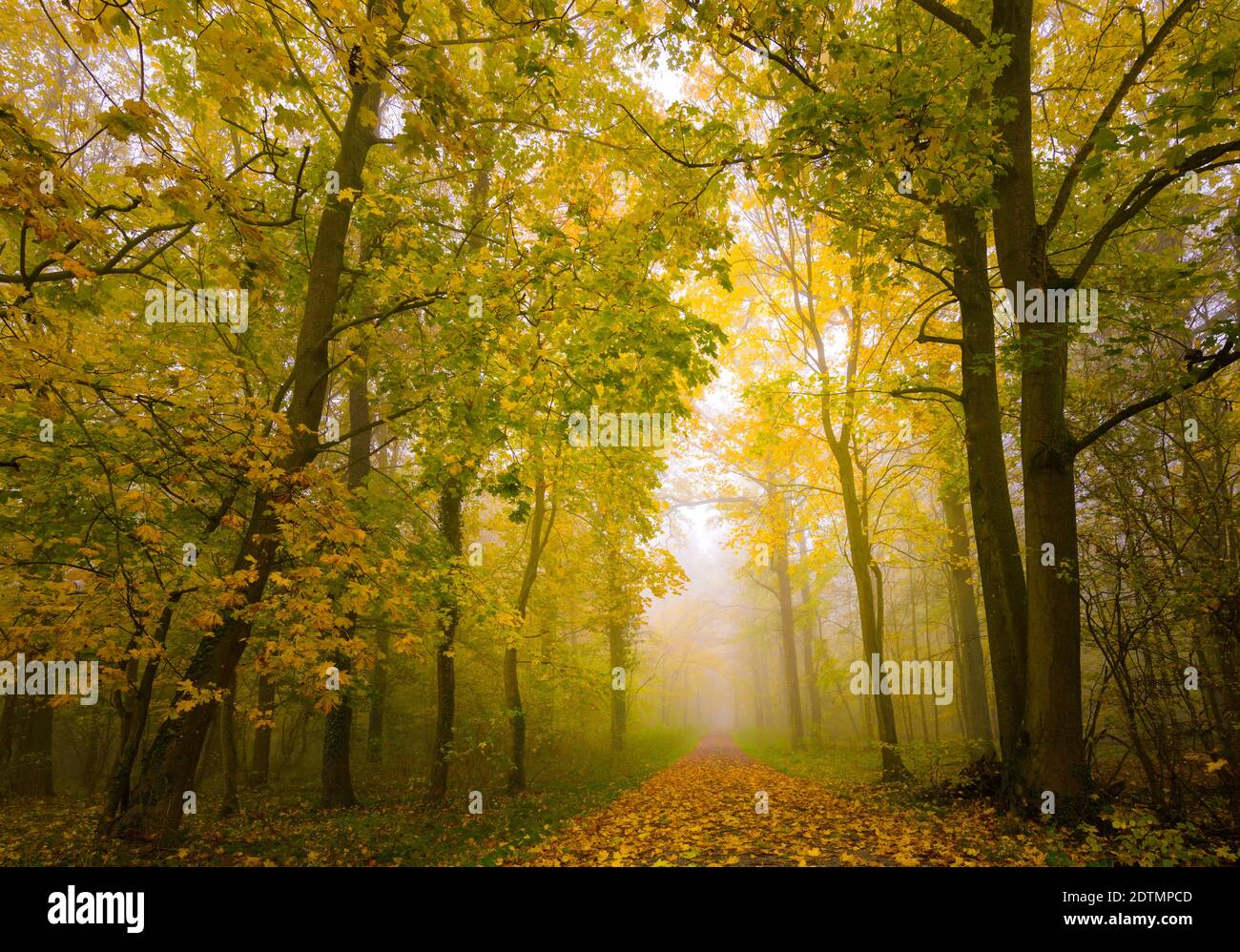 A beautiful foliage carpet in a scenic autumn wood, nature in fall ...