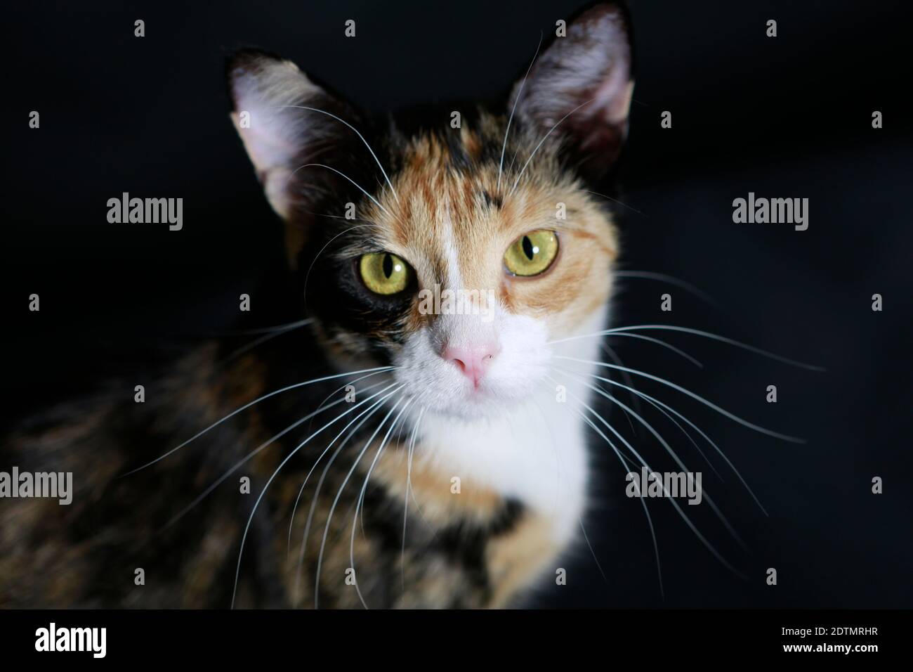 Cat studio hi-res stock photography and images - Alamy