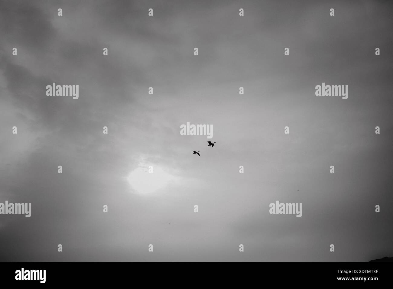 Two Birds and the sun Stock Photo - Alamy