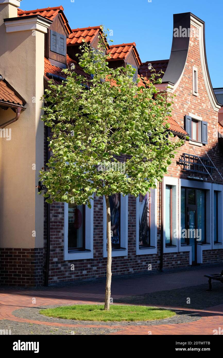 Green tree in the residential district. Planting of greenery of city ...