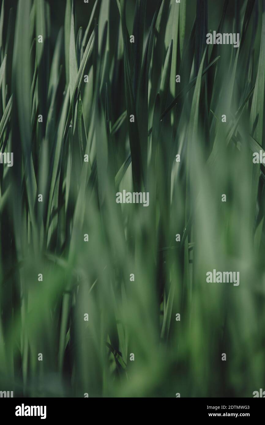 Grass structures hi-res stock photography and images - Alamy