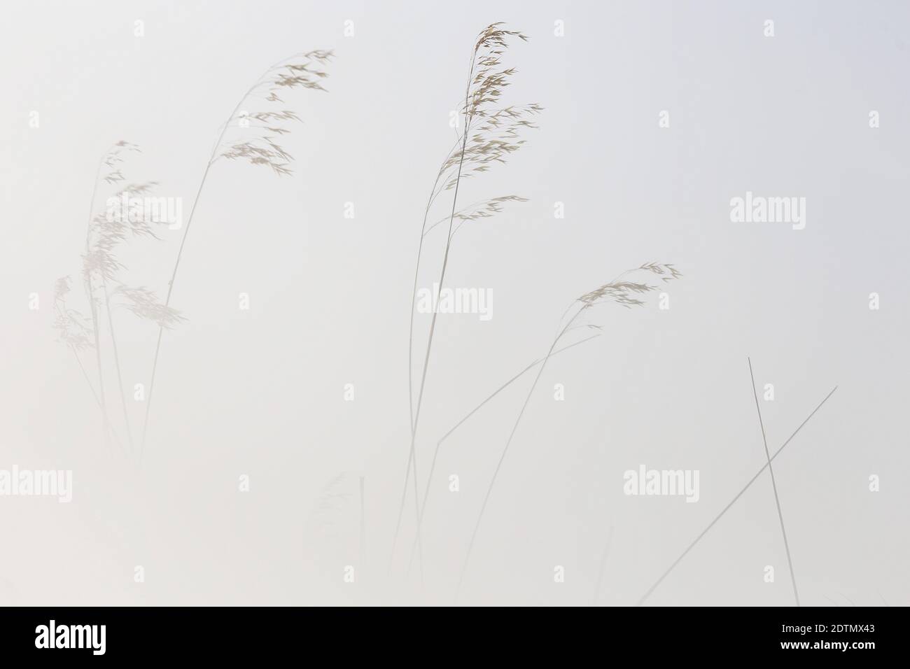Reeds, lines, plants linked to the aquatic environment in the Natural ...