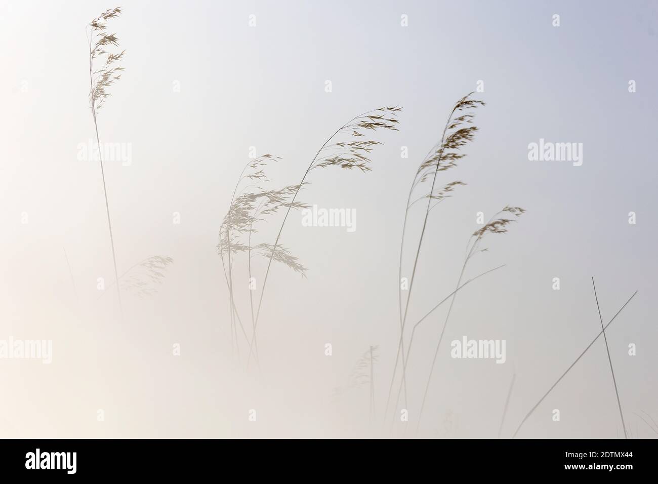 Reeds, lines, plants linked to the aquatic environment in the Natural ...