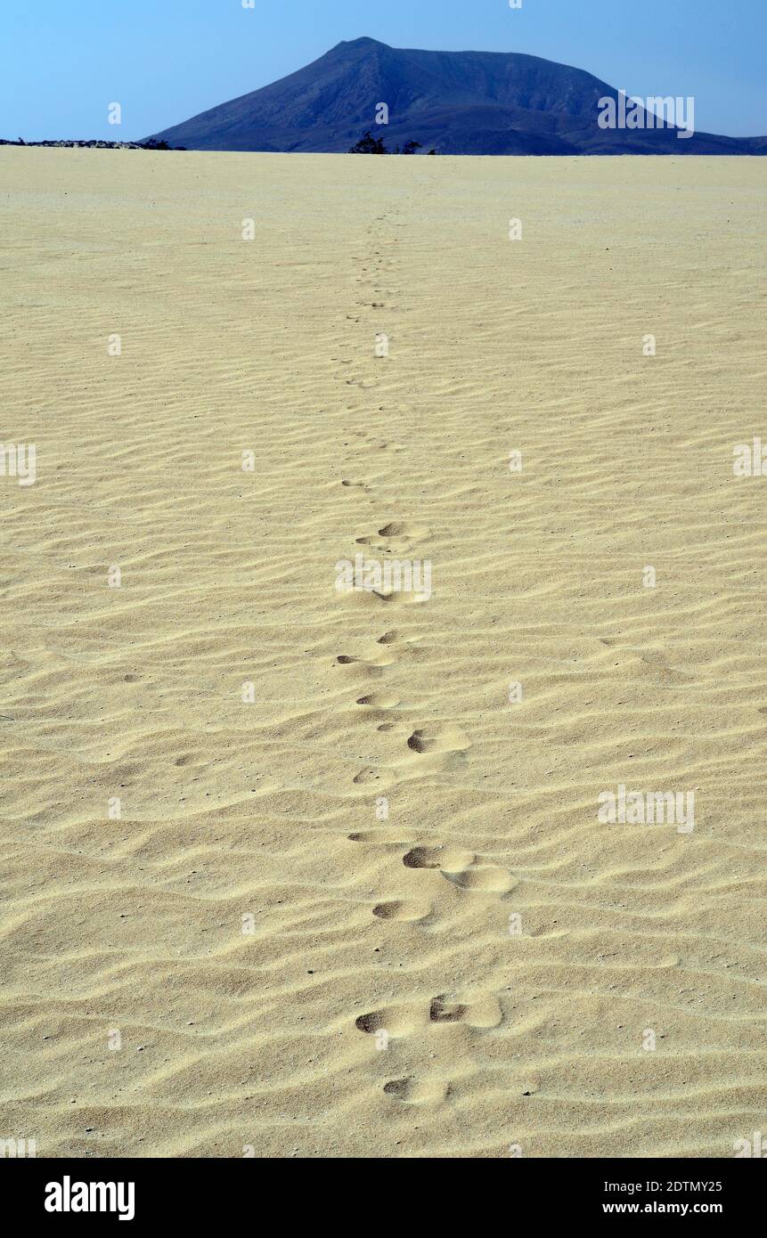 Spain, Canary Island, Fuerteventura, camel tracks in desert and dunes ...