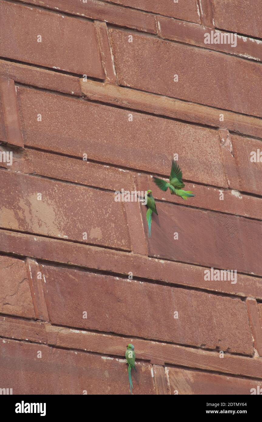 Male rose-ringed parakeets Psittacula krameri. Agra. Uttar Pradesh ...