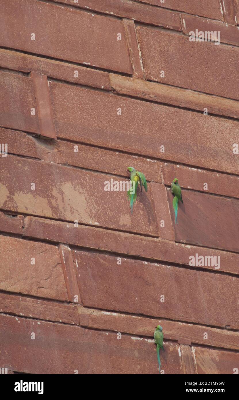 Male rose-ringed parakeets Psittacula krameri. Agra. Uttar Pradesh ...
