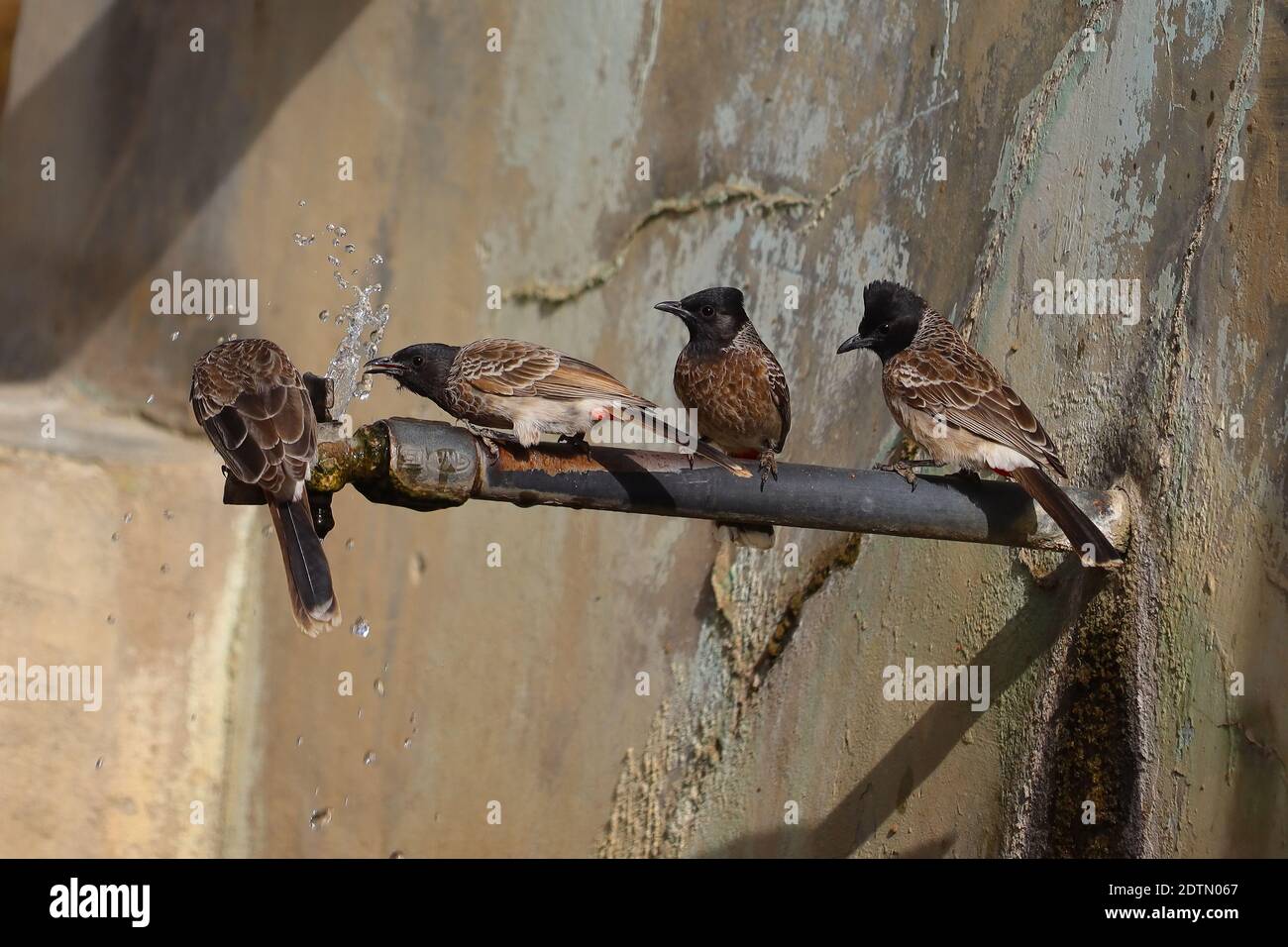 Four tap hi-res stock photography and images - Alamy