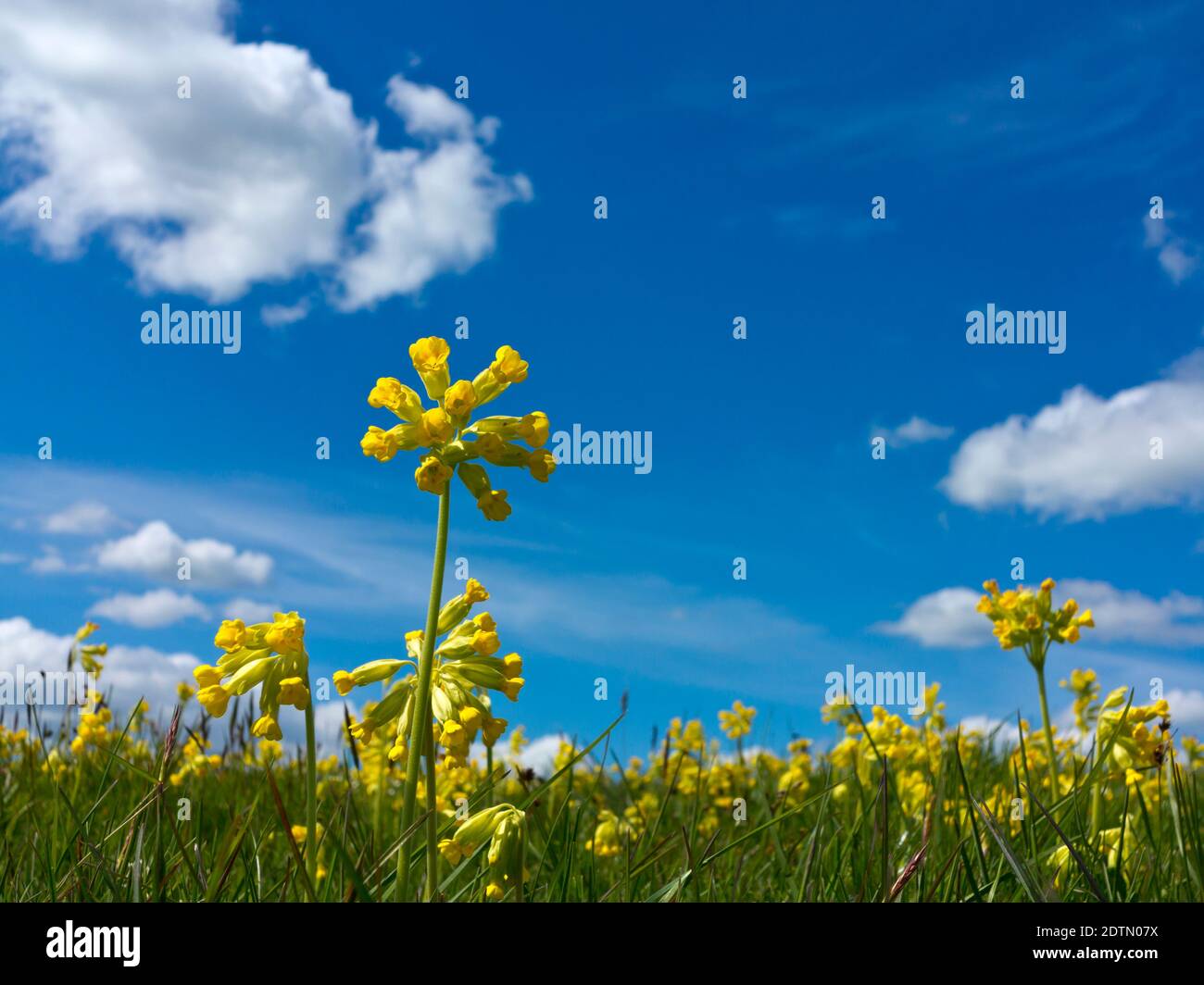 Primula cowslip primrose white flower hi-res stock photography and ...