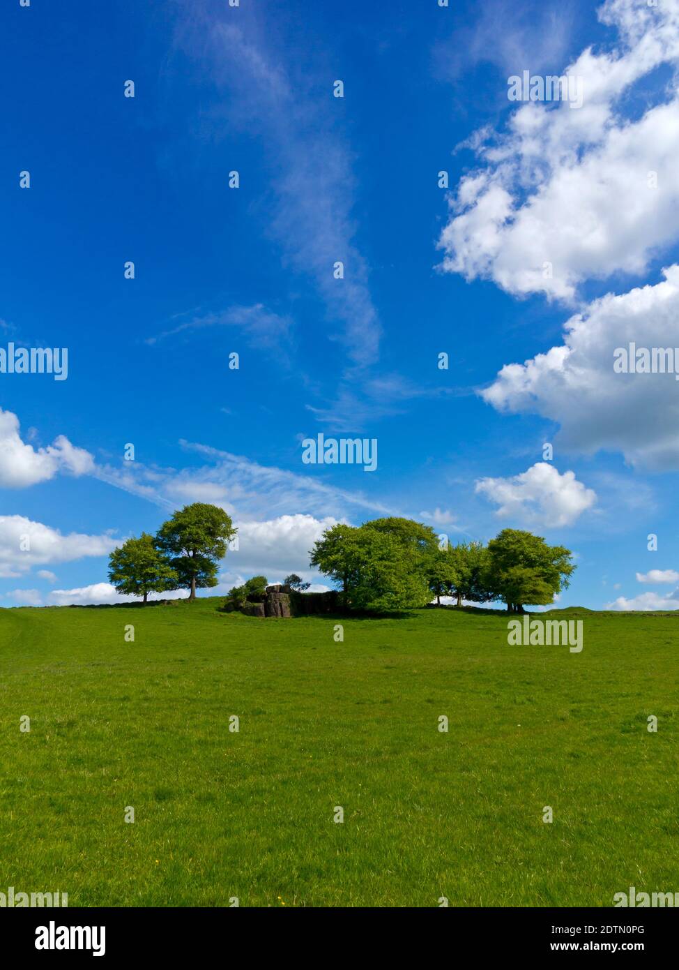 Trees on hillside in early summer near Brassington in the Derbyshire ...