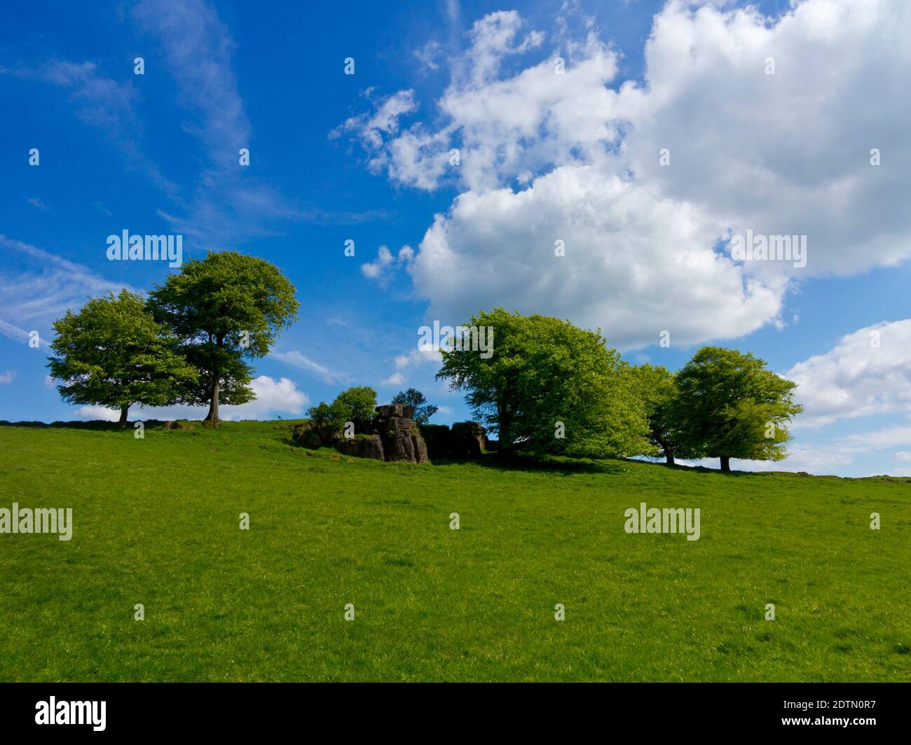 Trees on hillside in early summer near Brassington in the Derbyshire ...