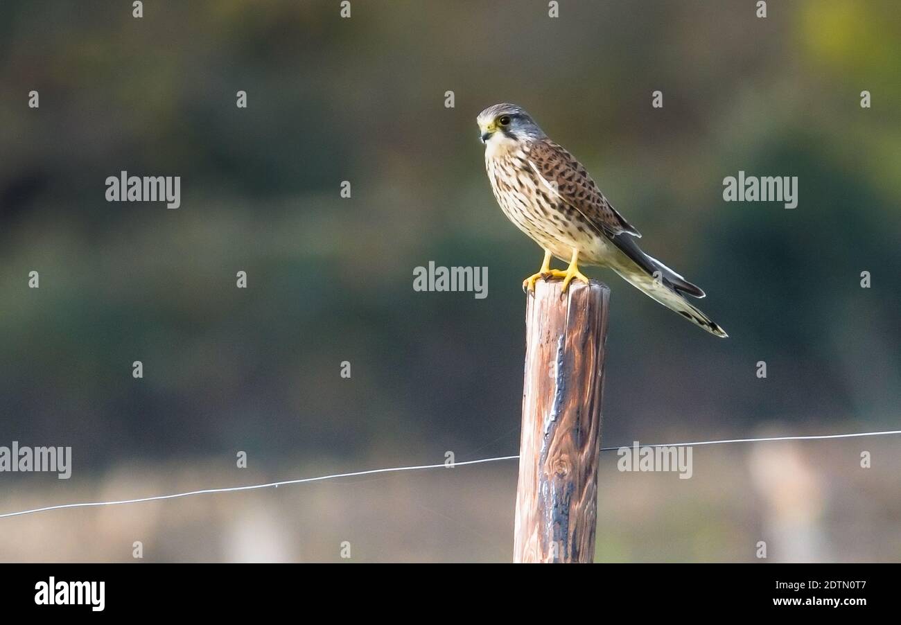 Female common kestrel in nature Stock Photo - Alamy