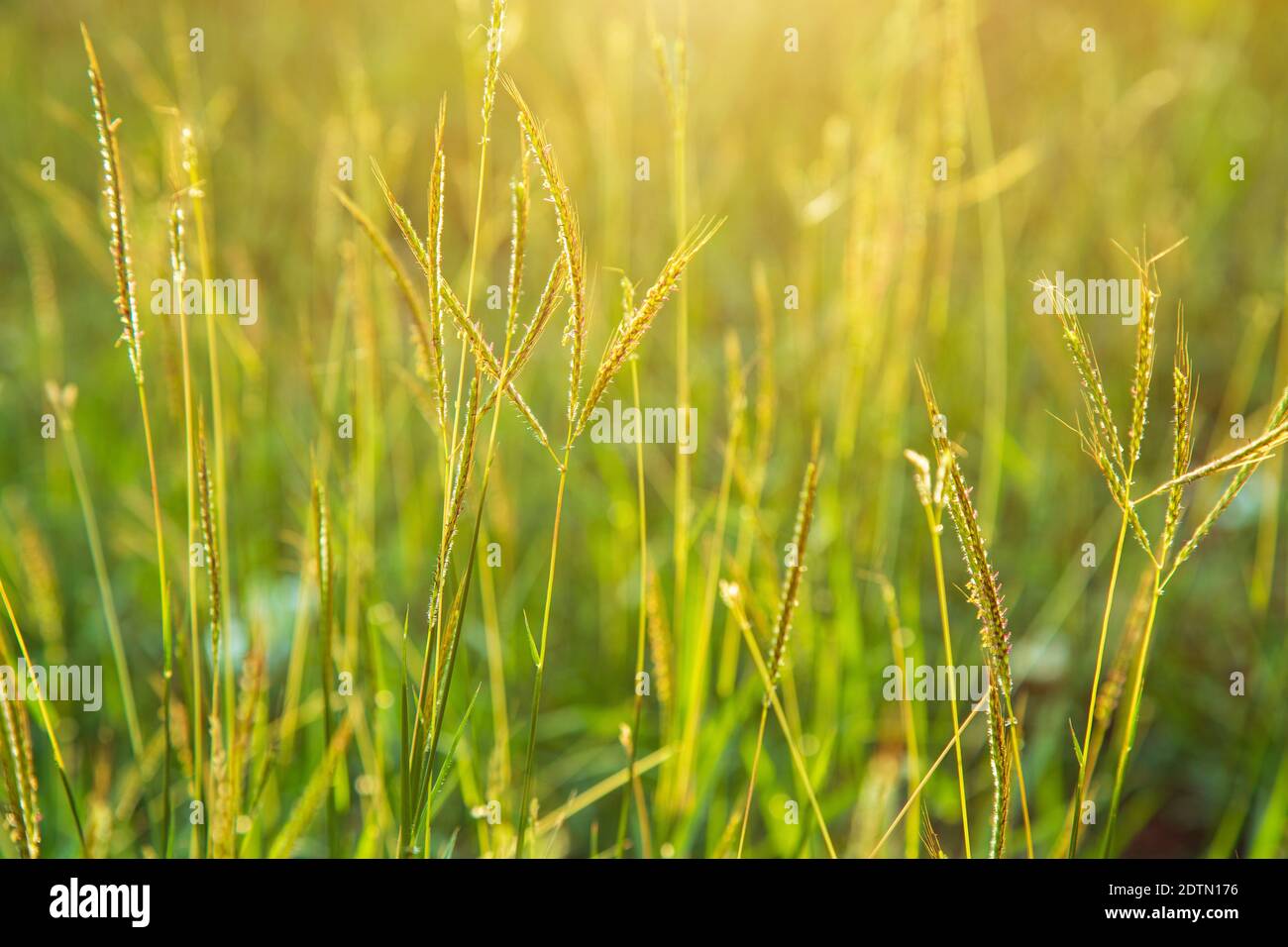 Swollen finger grass hi-res stock photography and images - Alamy