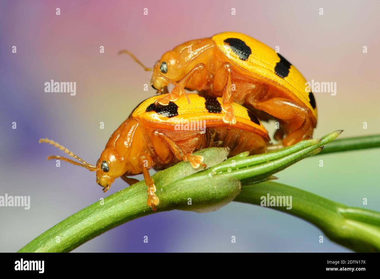 Bugs Mating On Green Leaf High Resolution Stock Photography and Images ...