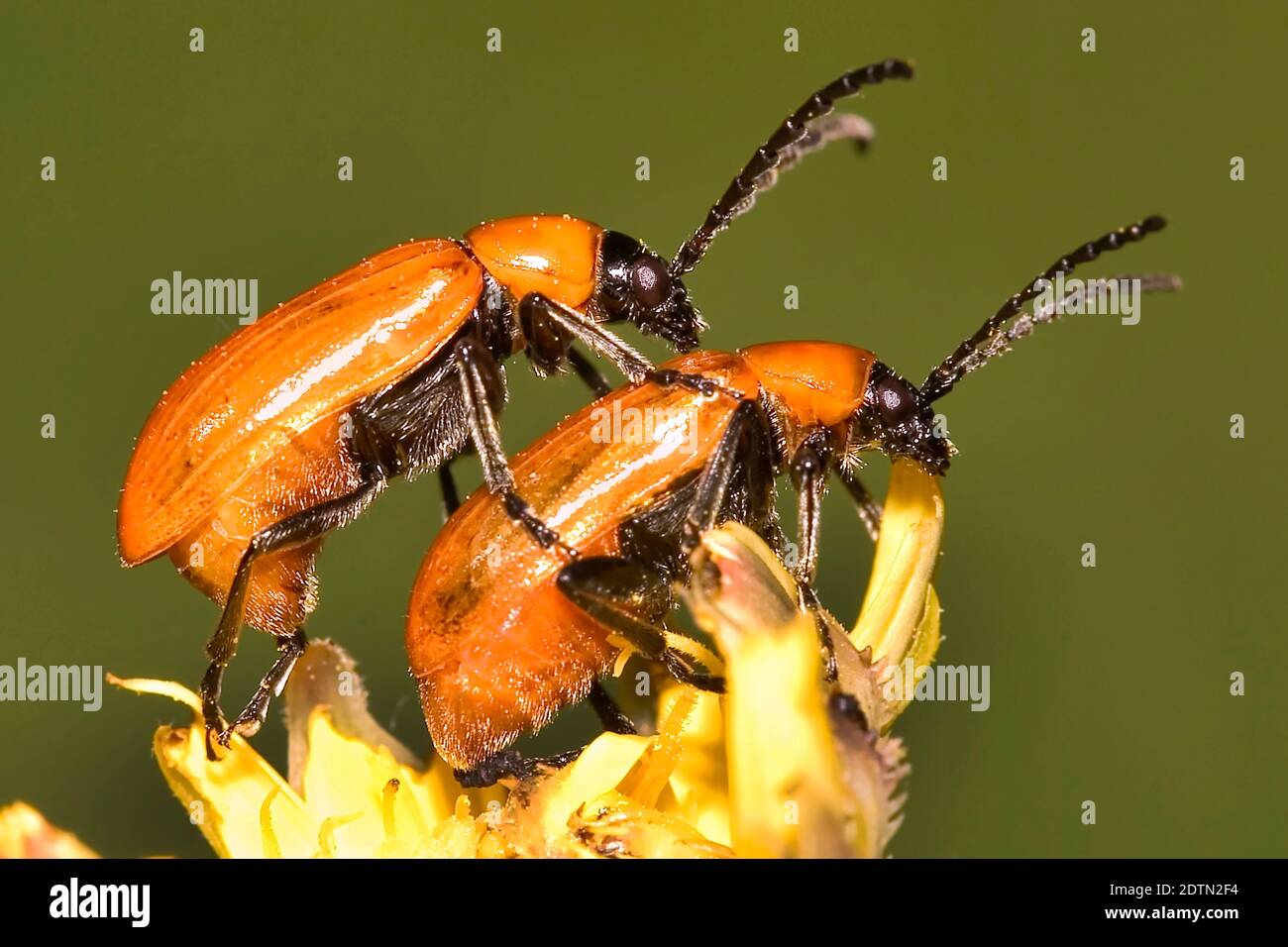 Beetles, Guadarrama National Park, Segovia, Castile and Leon, Spain ...