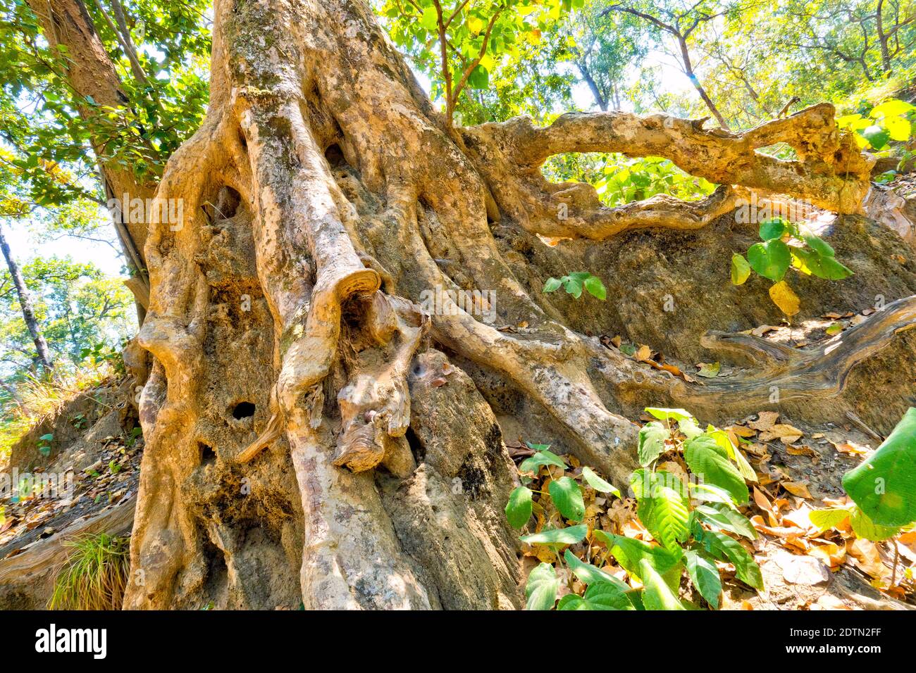 Sal Forest, Royal Bardia National Park, Bardiya National Park, Nepal ...