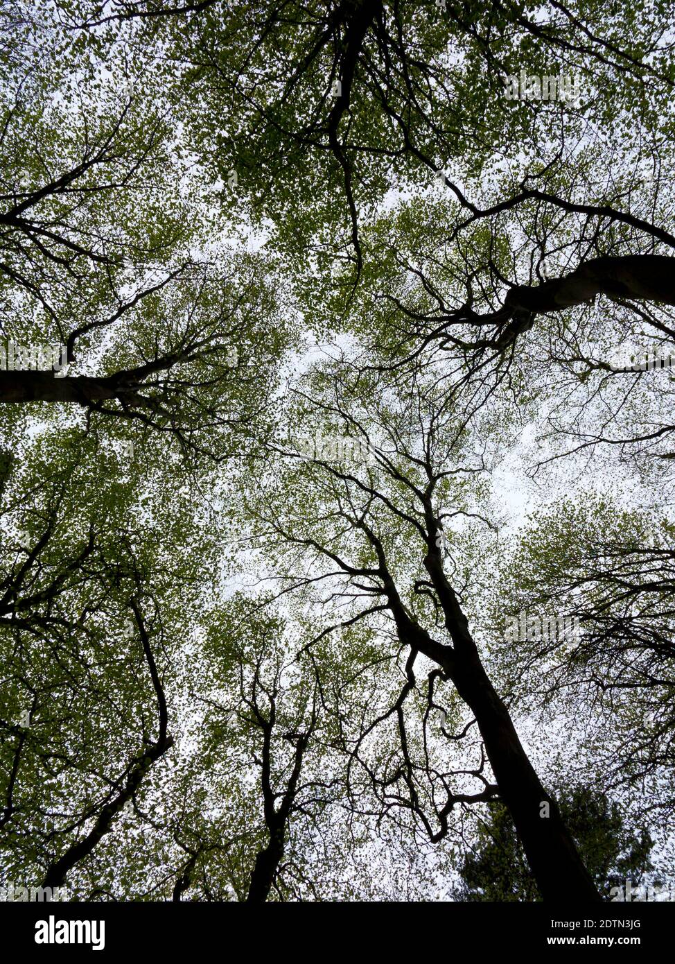 Trees looking up leaves hi-res stock photography and images - Alamy