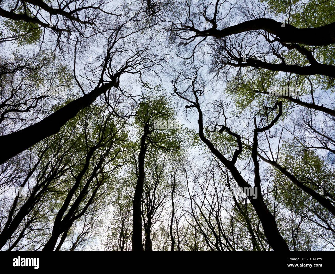 Trees looking up leaves hi-res stock photography and images - Alamy