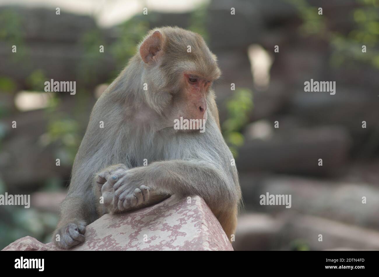 Rhesus macaque Macaca mulatta on a rock. Agra. Uttar Pradesh. India Stock Photo - Alamy