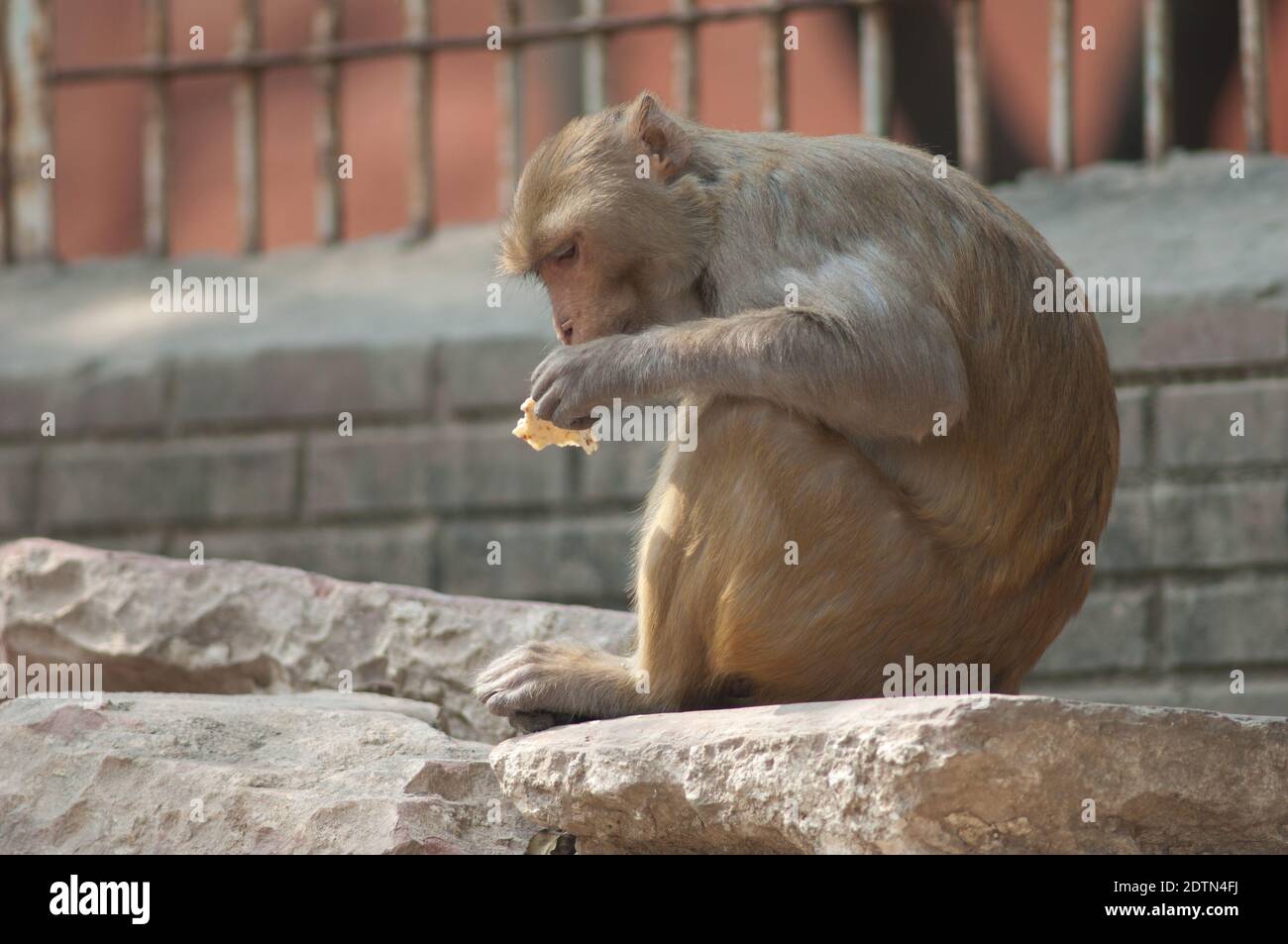 Rhesus macaque Macaca mulatta eating a chapatti, flat bread. Agra ...