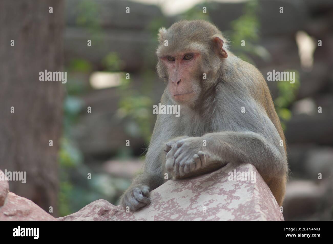 Macaque feet hi-res stock photography and images - Alamy