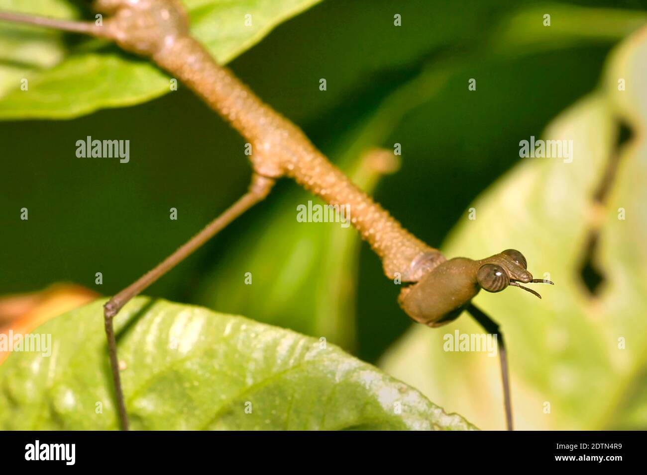 Tropical Stick Insect, Tropical Rainforest, Napo River Basin, Amazonia ...
