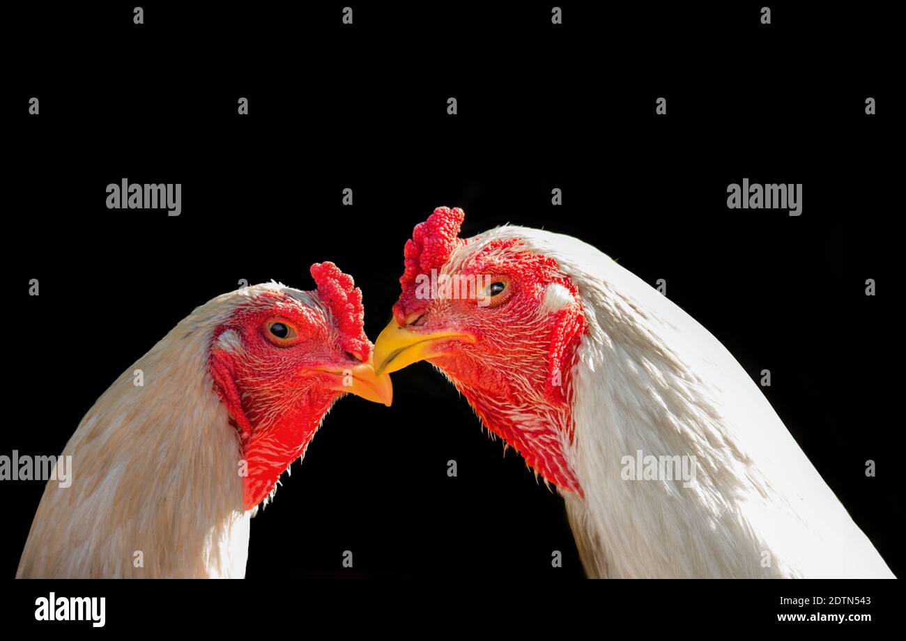 Cockerel fighting hi-res stock photography and images - Alamy