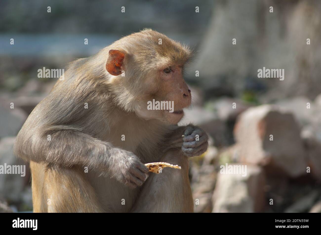 Rhesus macaque Macaca mulatta eating a chapatti, flat bread. Agra ...