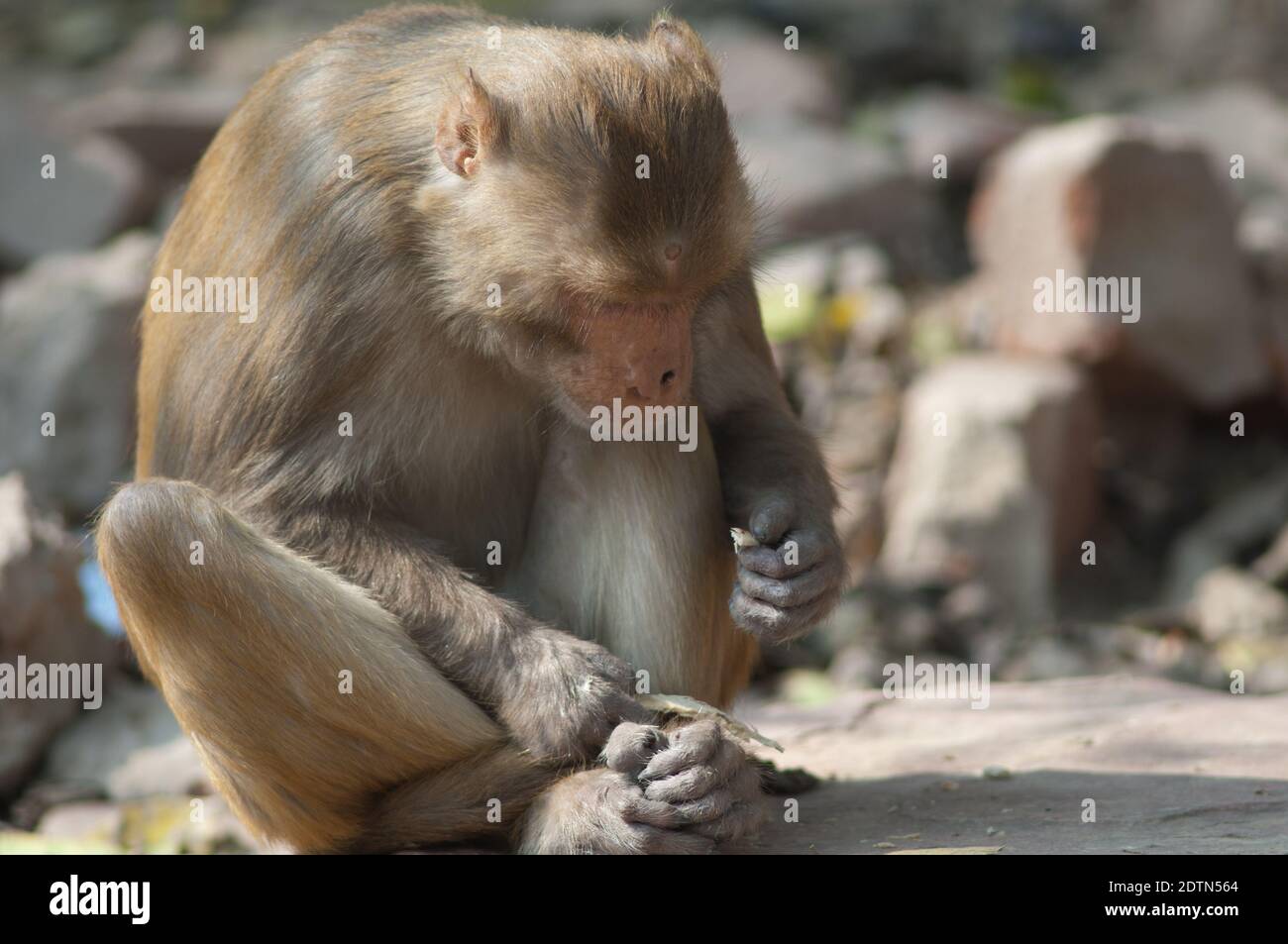 Rhesus macaque Macaca mulatta eating a chapatti, flat bread. Agra ...
