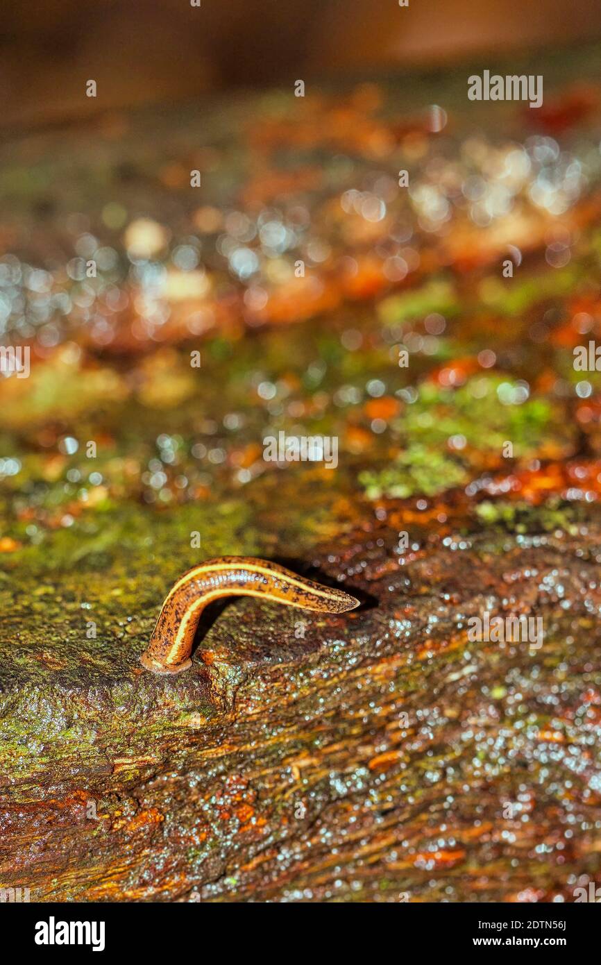 Tropical leech hi-res stock photography and images - Alamy
