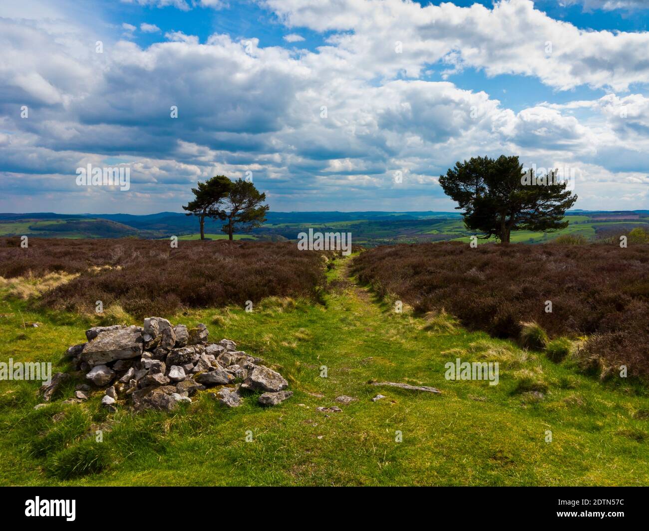 Trees on Longstone Moor near Bakewell in the Peak District National ...