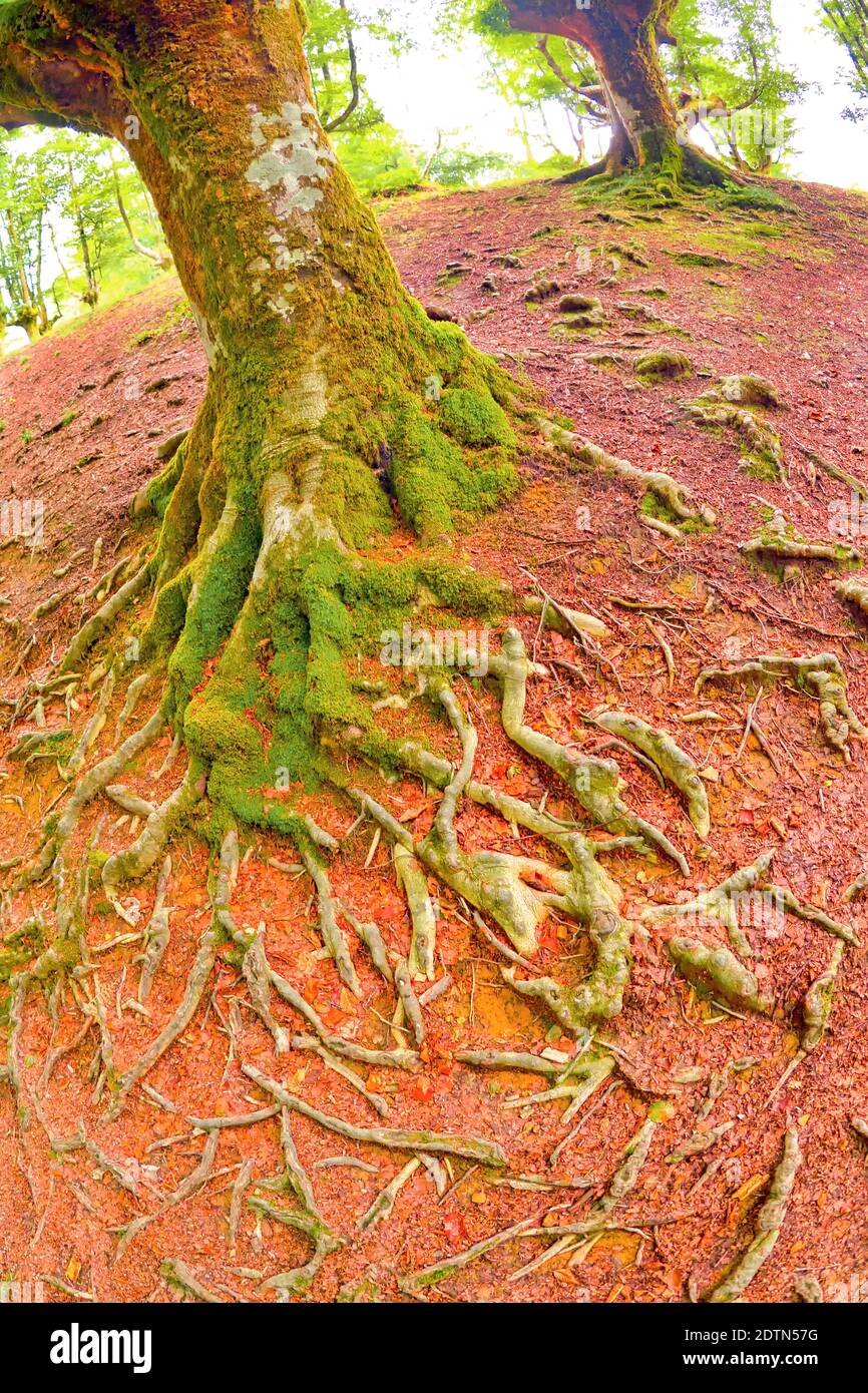 Otzarreta Beech Forest, Gorbeia Natural Park, Bizkaia, Basque Country ...