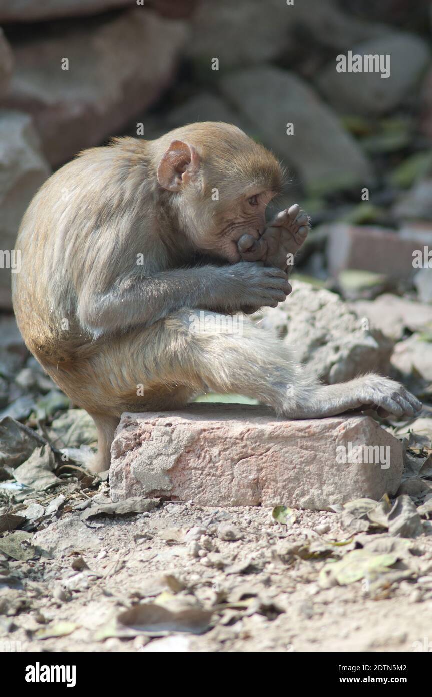 Macaque bite hi-res stock photography and images - Alamy
