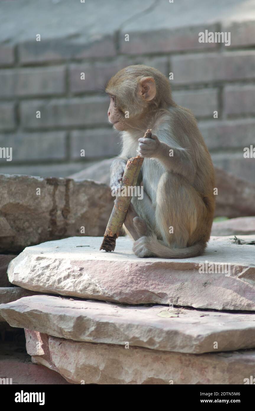 Primate handling hi-res stock photography and images - Alamy
