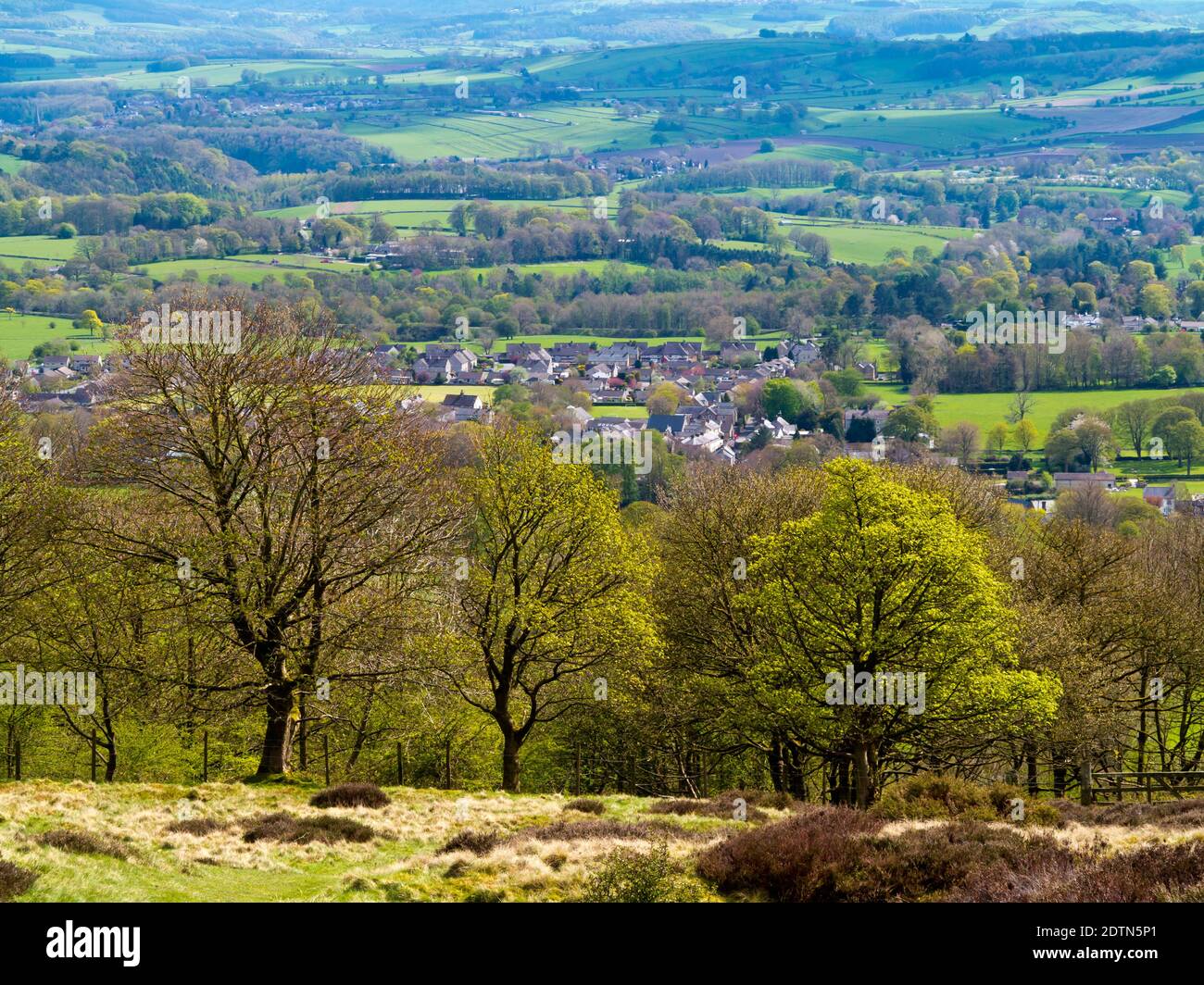 Trees on Longstone Moor near Bakewell in the Peak District National ...