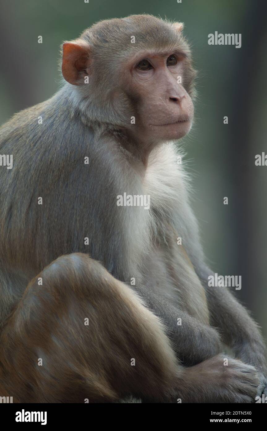 Rhesus macaque Macaca mulatta in Agra. Uttar Pradesh. India Stock Photo - Alamy