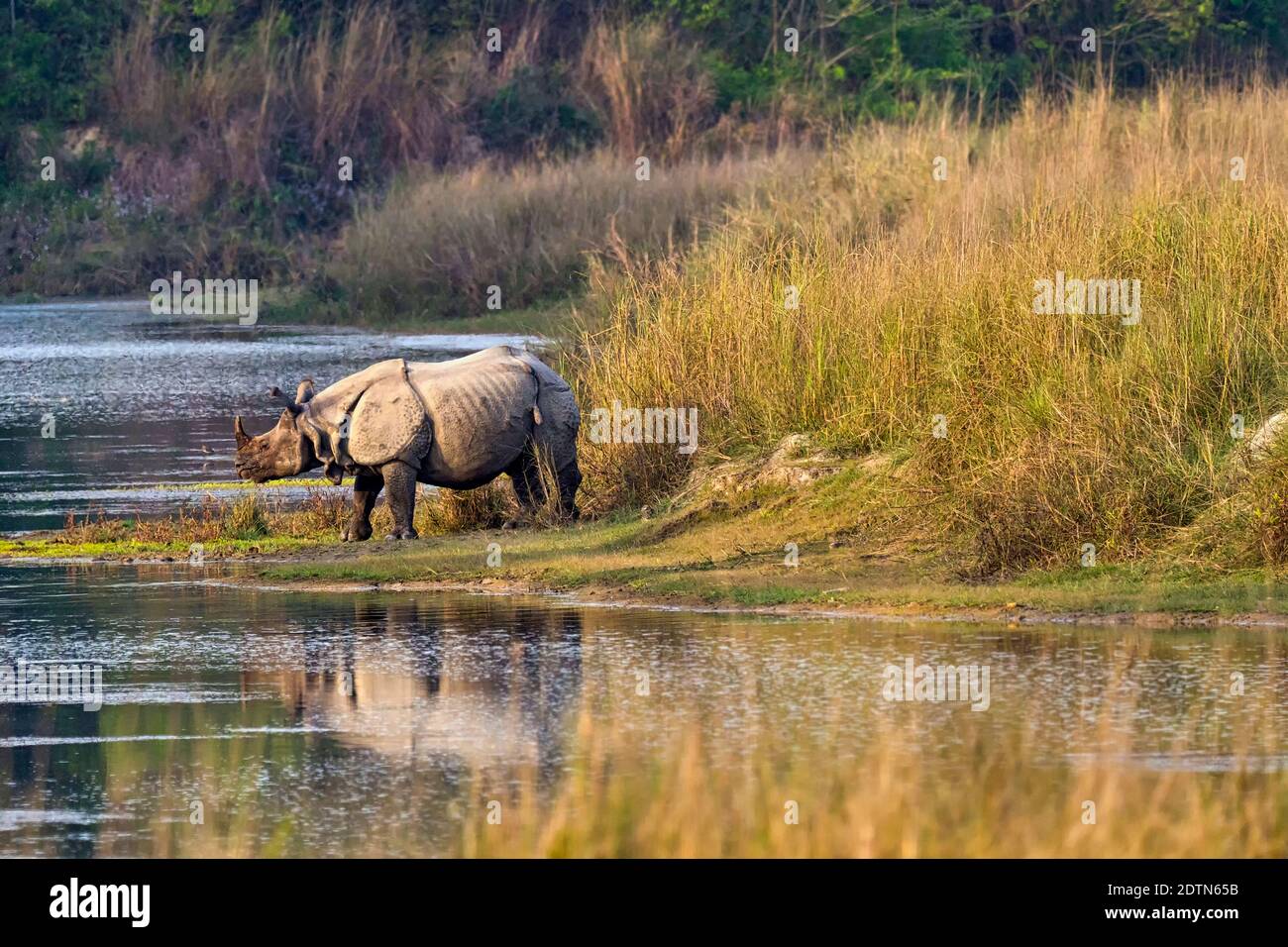 Rhino observation hi-res stock photography and images - Alamy
