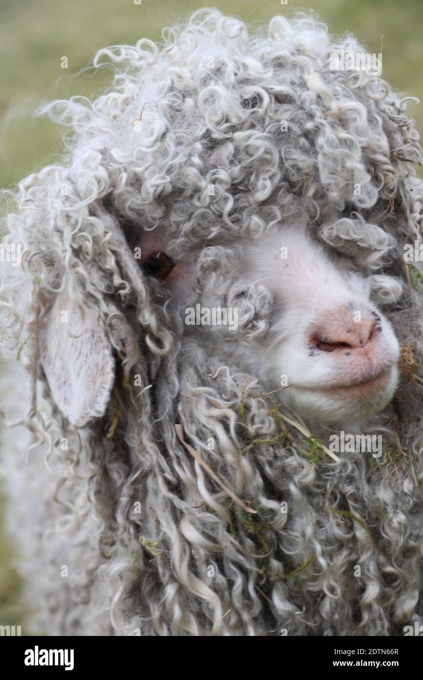 Goat wool hi-res stock photography and images - Alamy