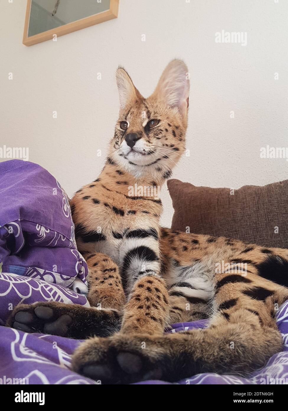 Resting serval hi-res stock photography and images - Alamy