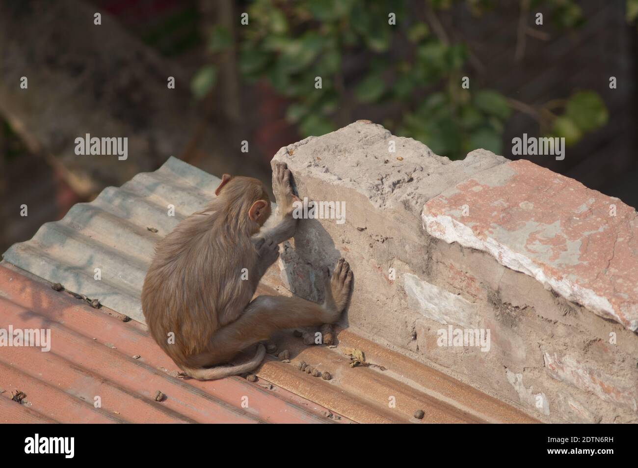 Monkeys roof india hi-res stock photography and images - Alamy