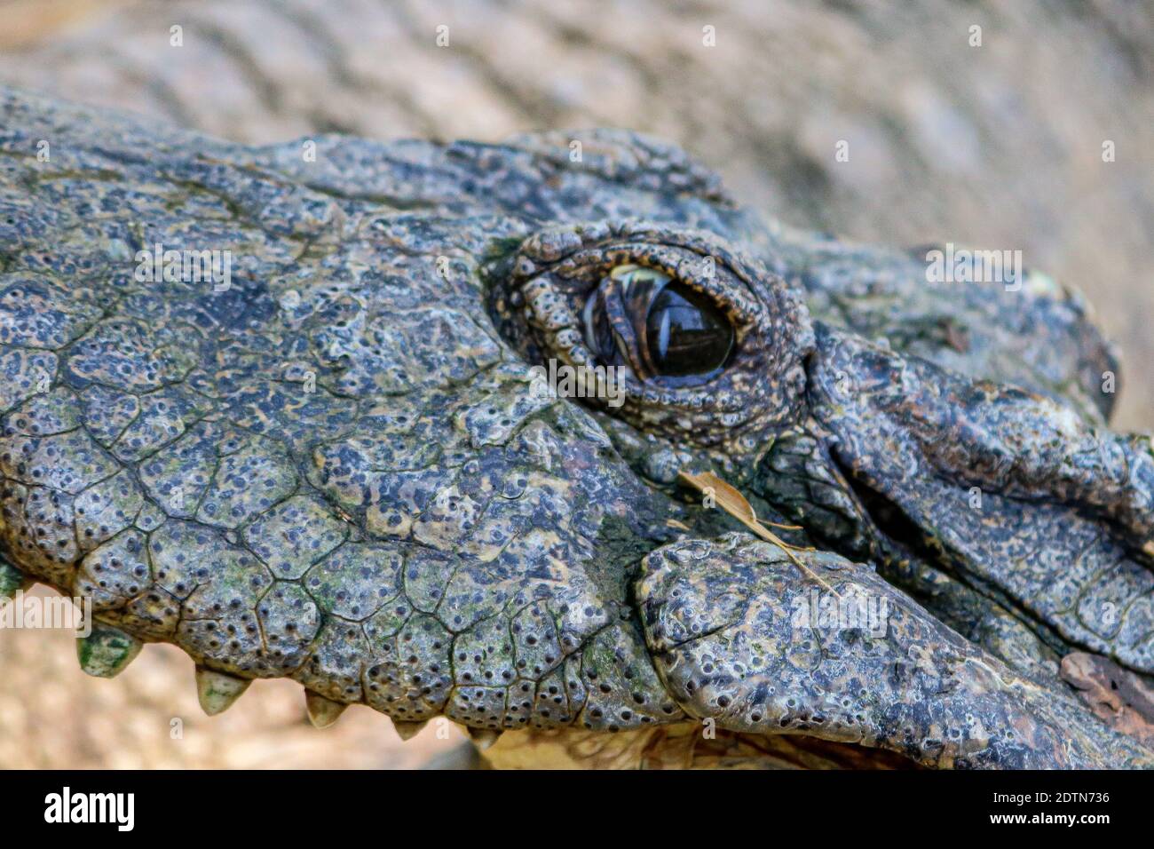 Alligator eyelid hi-res stock photography and images - Alamy