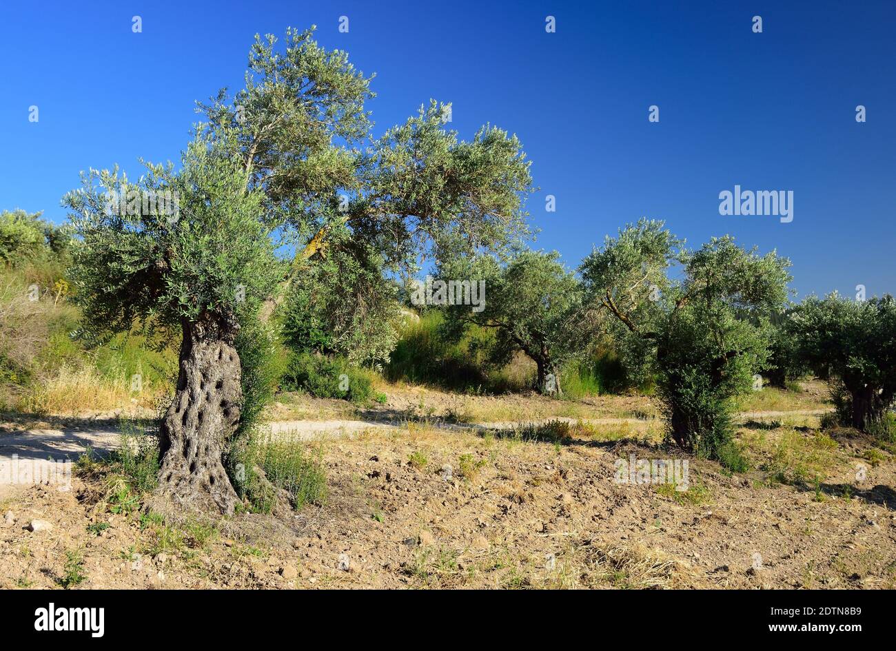 Olive trees grove of Latrun trappist monastery in the central Israel ...