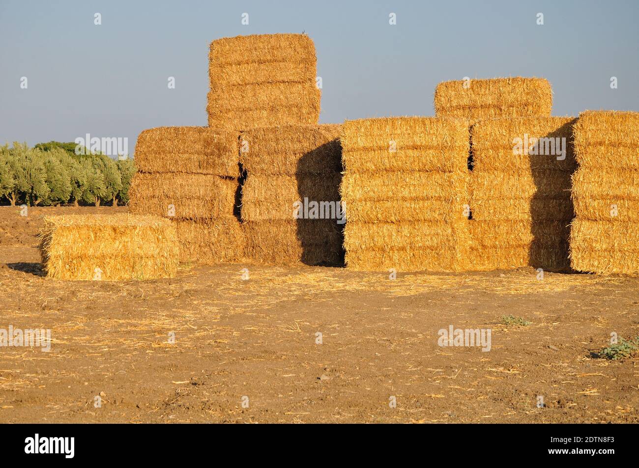 Hayrick in open field in the Northern Israel Stock Photo - Alamy