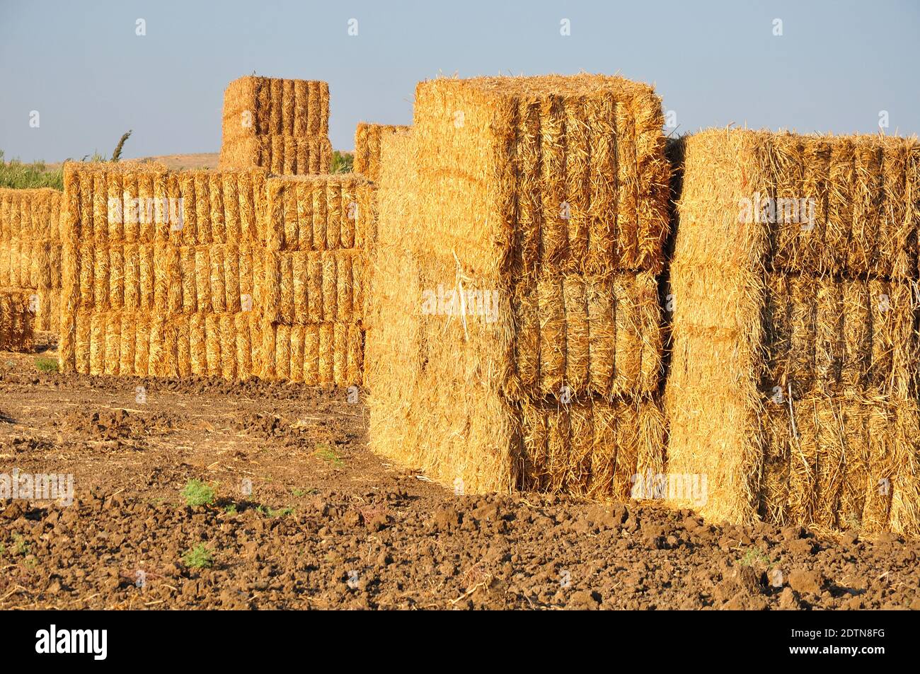 Hayrick in open field in the Northern Israel Stock Photo - Alamy