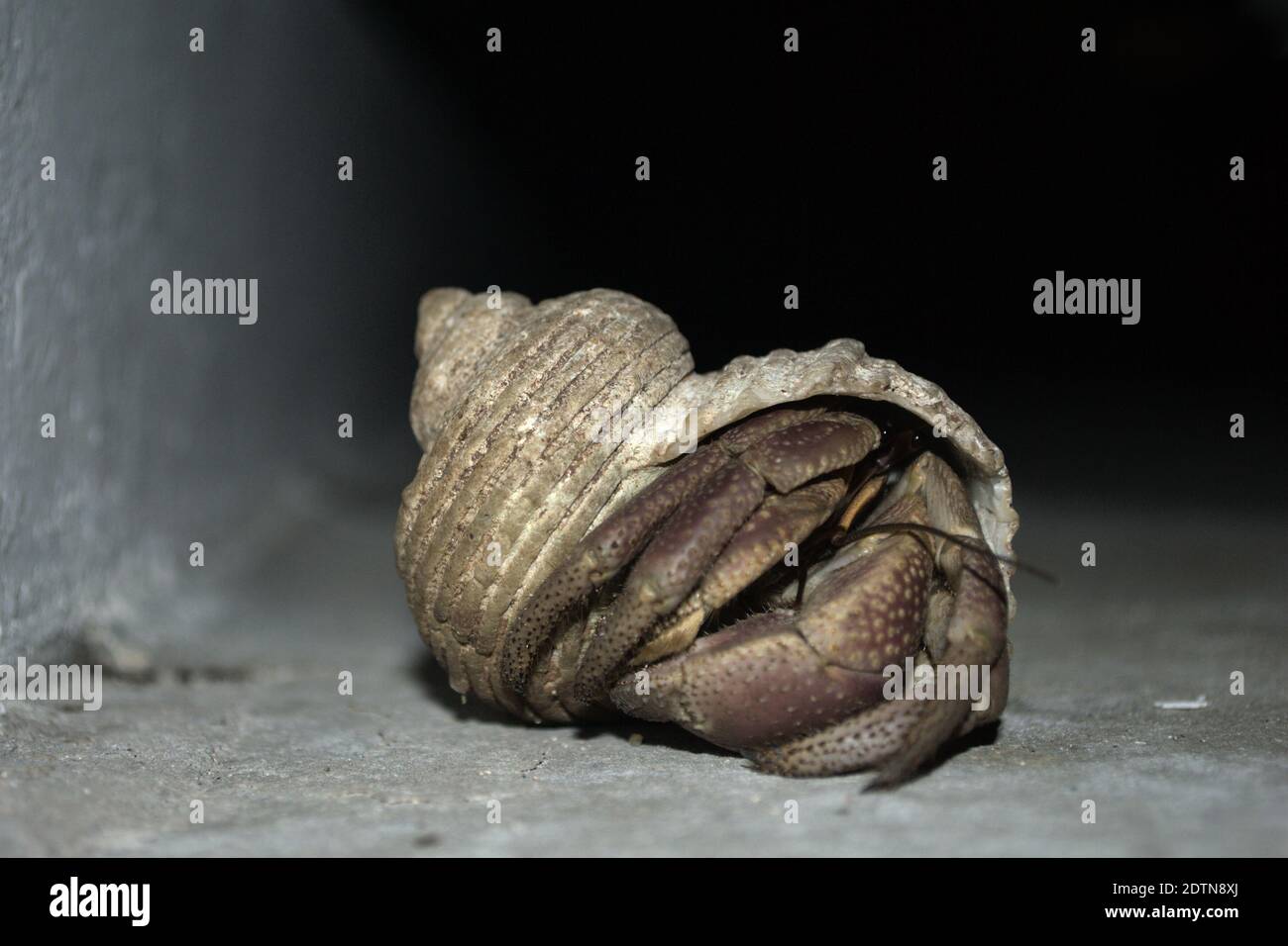 Hernit crab hi-res stock photography and images - Alamy