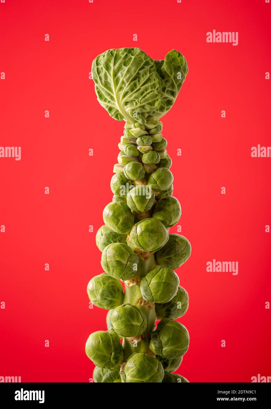 Sprouts on stalk hi-res stock photography and images - Alamy