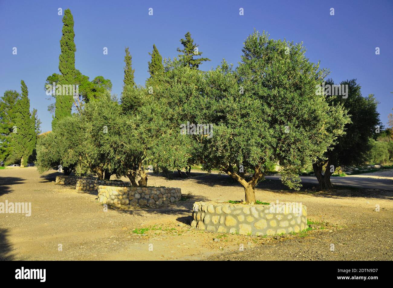 Olive trees grove of Latrun trappist monastery in the central Israel ...