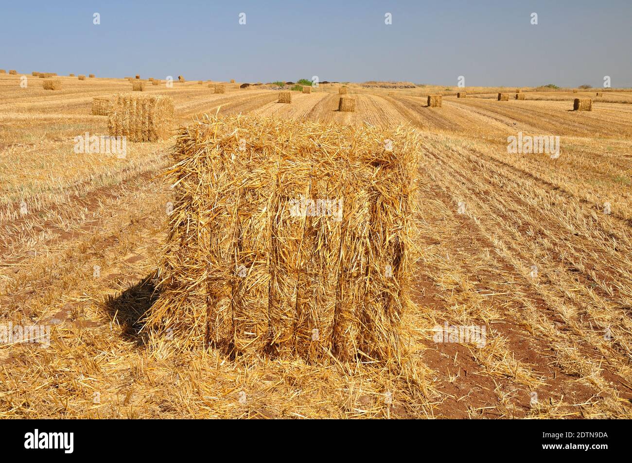 Hayrick in open field in the Northern Israel Stock Photo - Alamy
